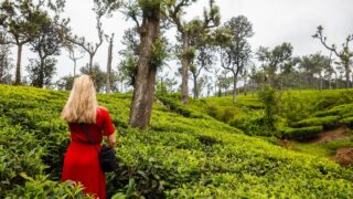 Munnar Itinerary: BEST Places to Visit in 1 - 3 Days