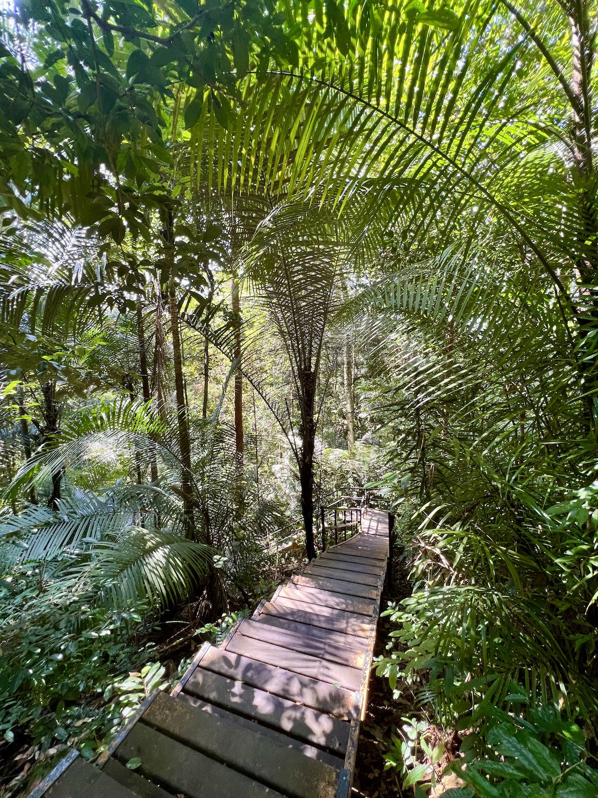 Taman Negara Guide: Things to Do in Malaysia's Oldest Rainforest